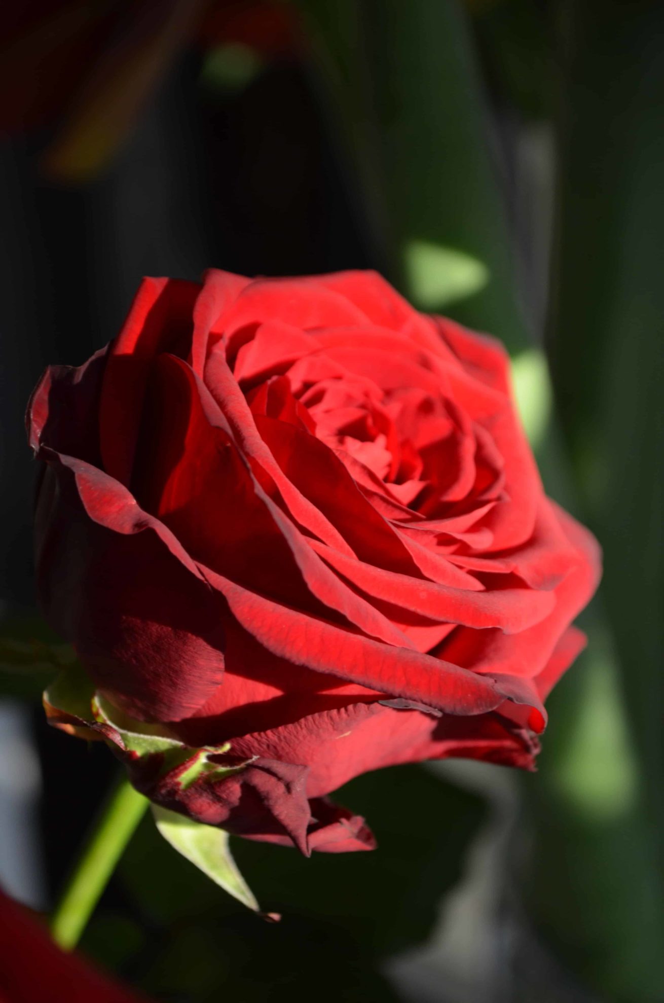 Fleurs Bordeaux boulevards - Carré Roses Artisan Fleuriste